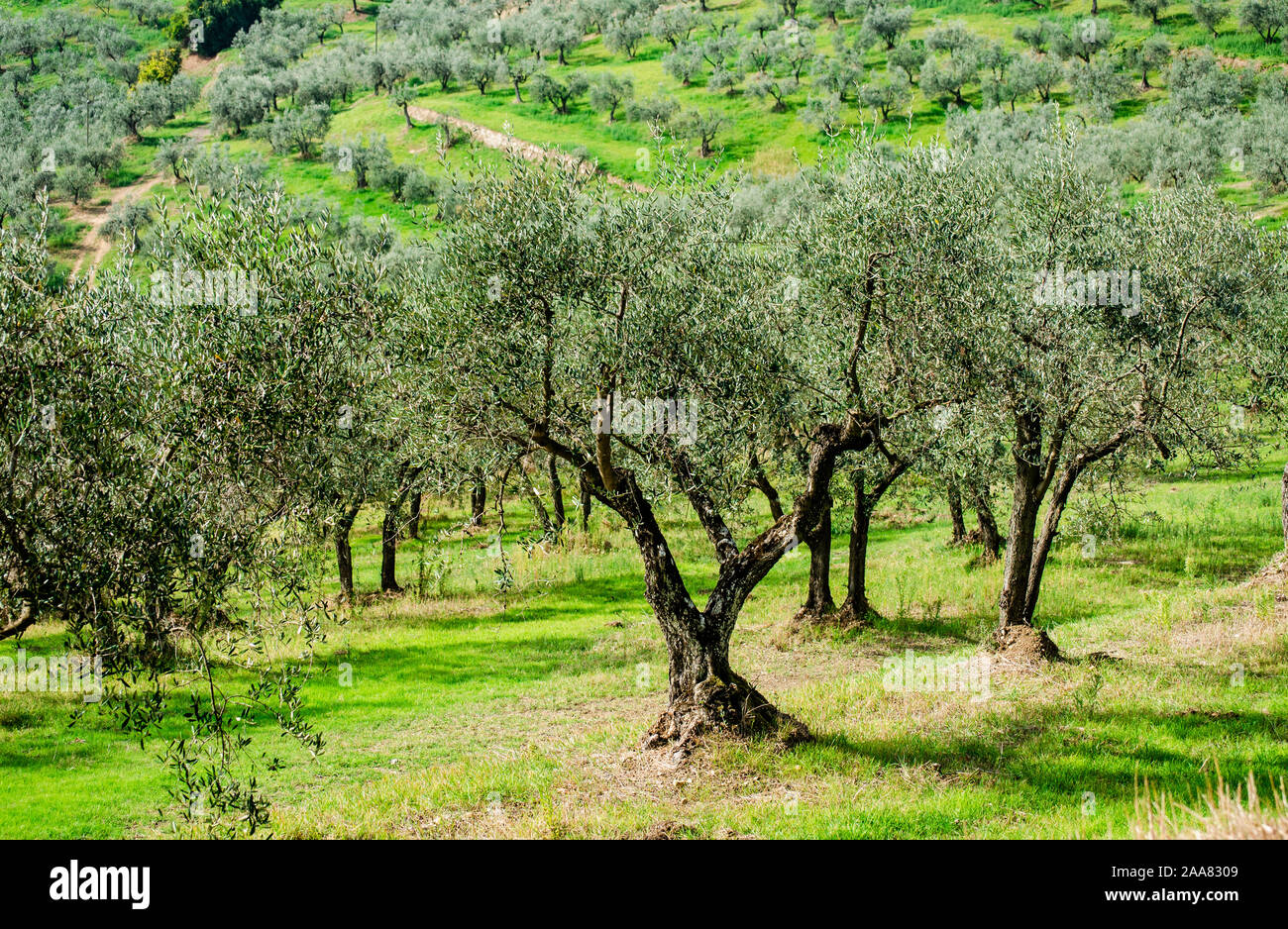 Beautiful regular olive groves trees in typical Tuscany hillside ...