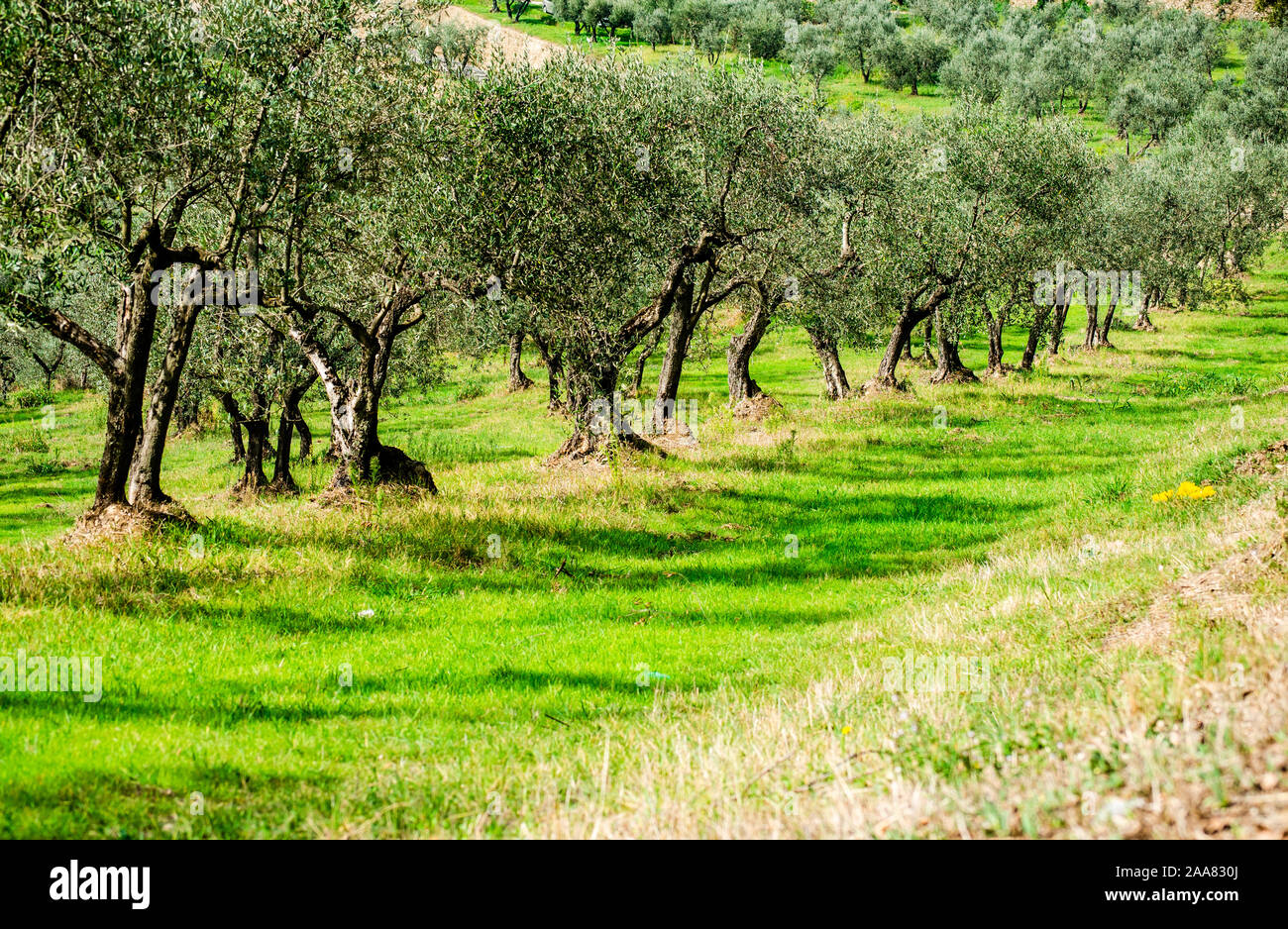 Panorama olive trees sun hi-res stock photography and images - Alamy