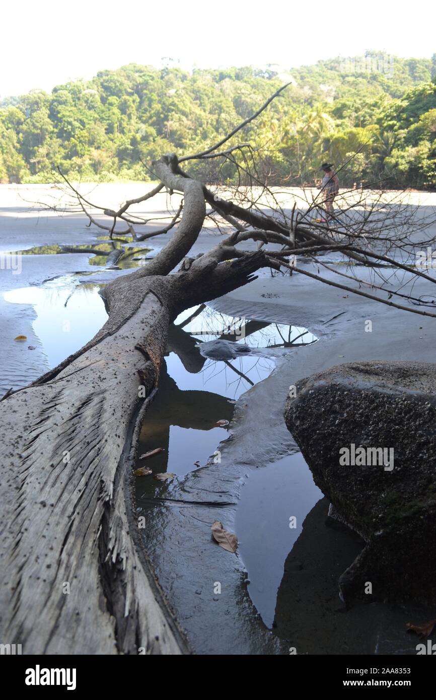 Falledn tree on beach hi-res stock photography and images - Alamy