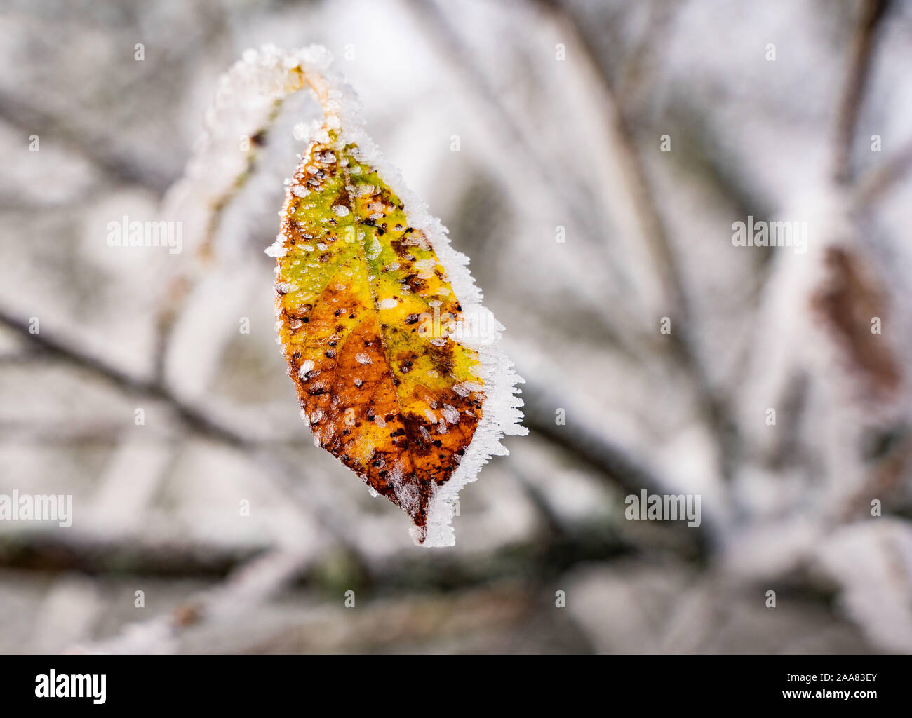 20 November 2019, Hessen, Großer Feldberg: An autumnally discoloured ...