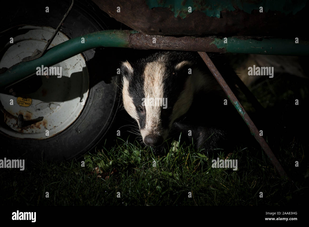 Close up of funny, naughty urban, British badger (Meles meles) isolated ...