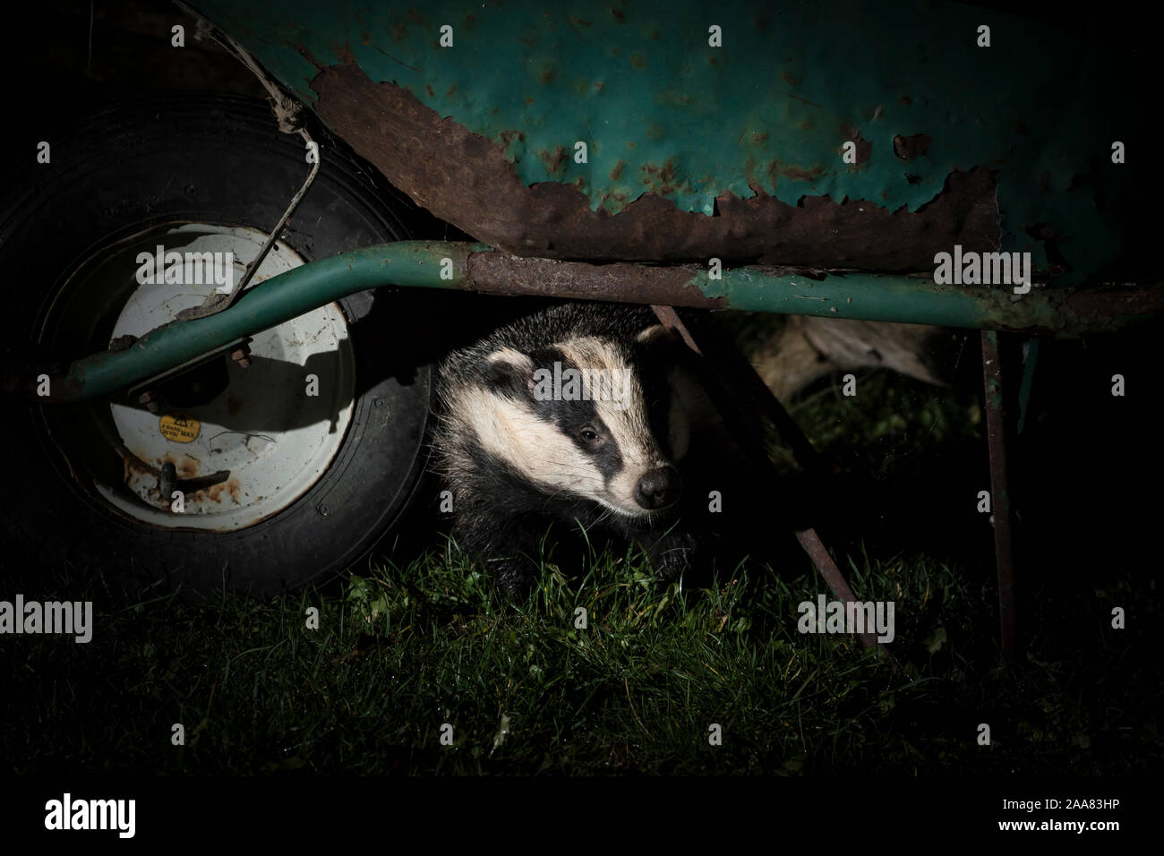 Funny badger uk hi-res stock photography and images - Alamy