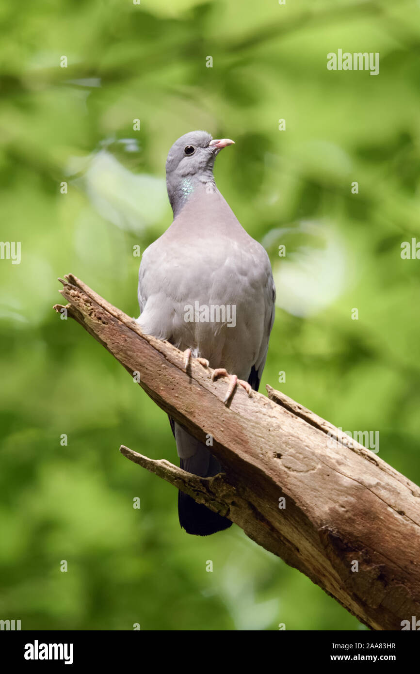 Stock dove tree hi-res stock photography and images - Alamy