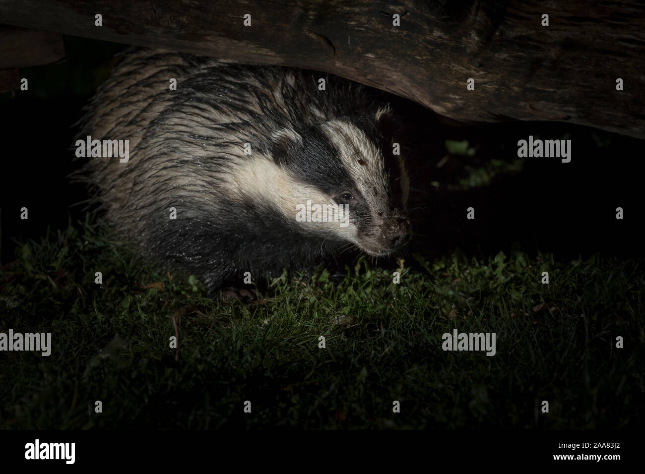 Wet badger hi-res stock photography and images - Alamy