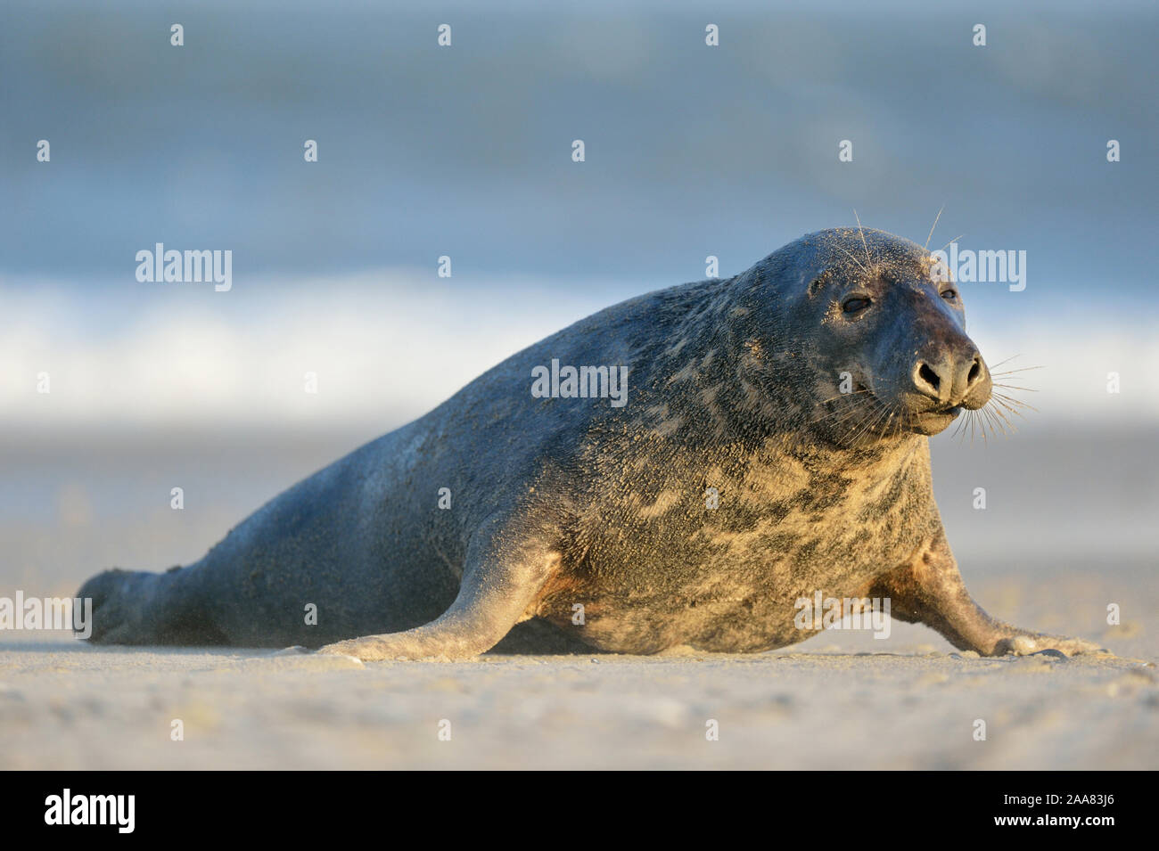 Strong bull hi-res stock photography and images - Alamy
