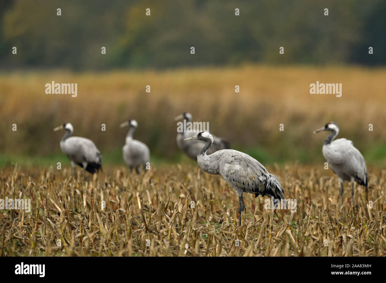 Flock of common cranes hi-res stock photography and images - Alamy