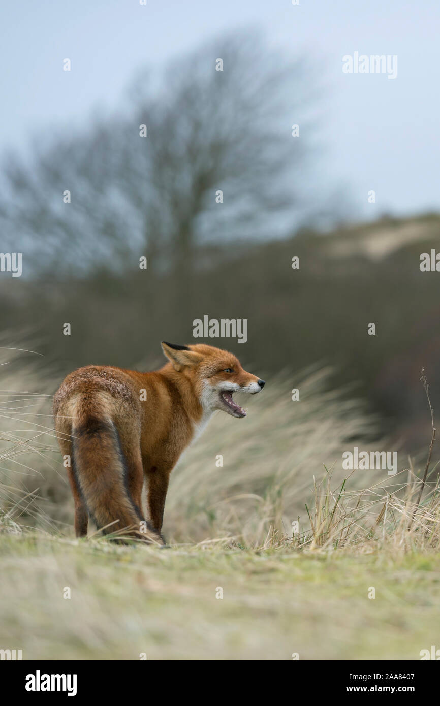 Foxes mating hi-res stock photography and images - Alamy