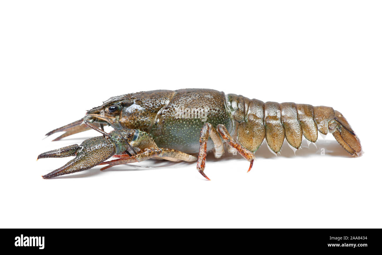 Alive crawfish isolated on white background Stock Photo - Alamy