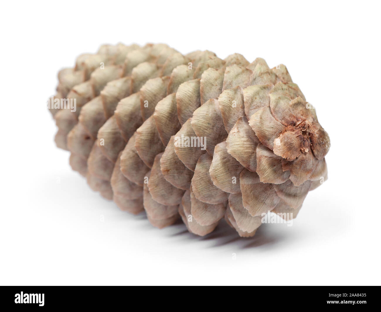 Open fir cone isolated on white background Stock Photo - Alamy