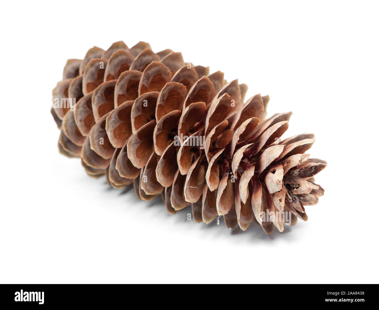 Open fir cone isolated on white background Stock Photo - Alamy