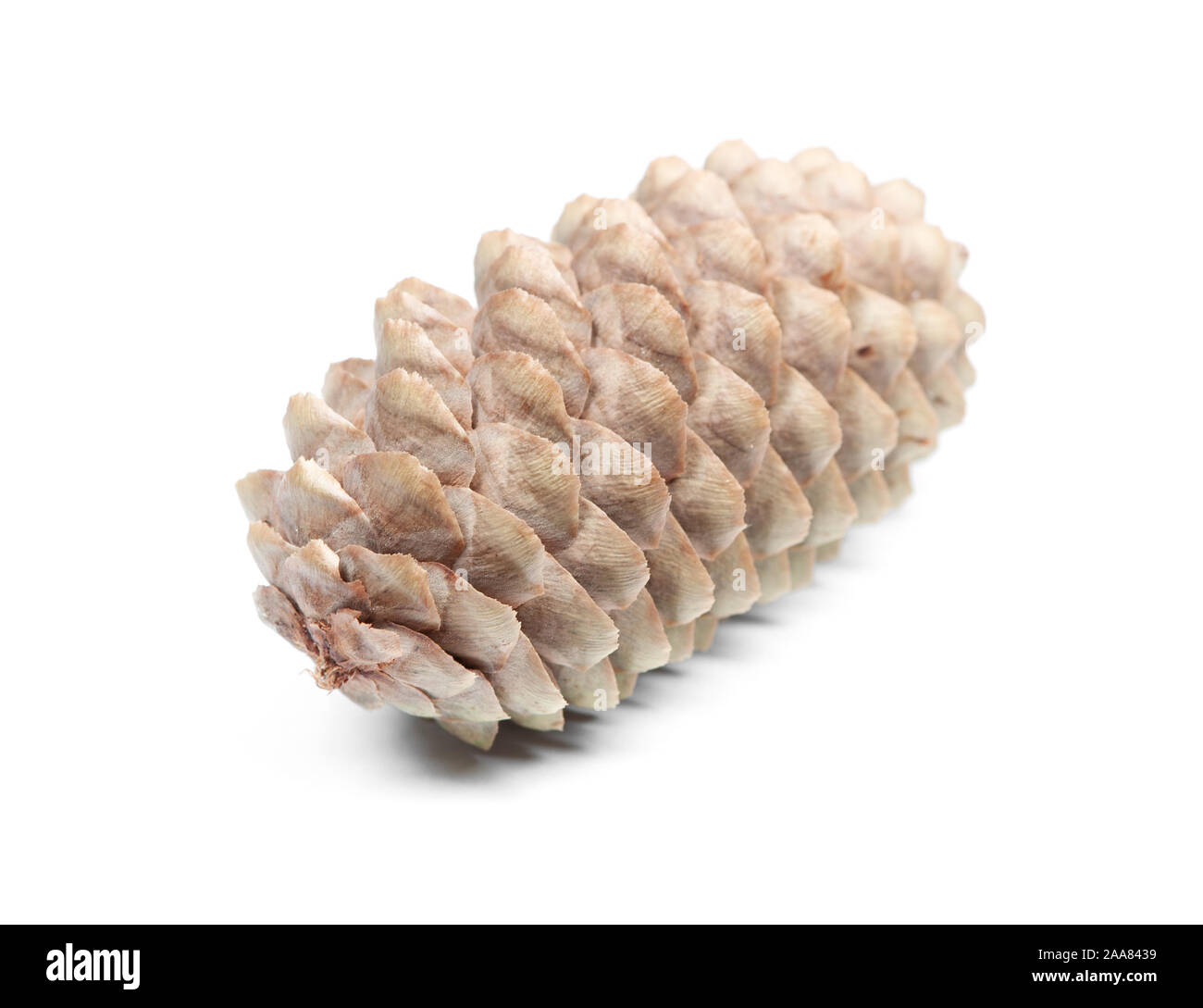 Open fir cone isolated on white background Stock Photo - Alamy