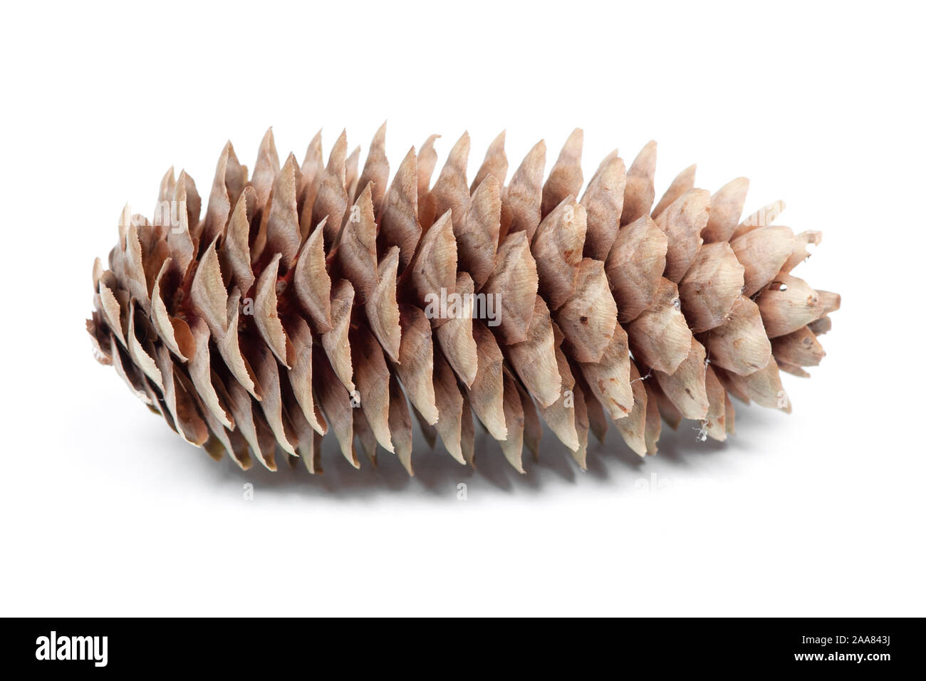 Open fir cone isolated on white background Stock Photo - Alamy