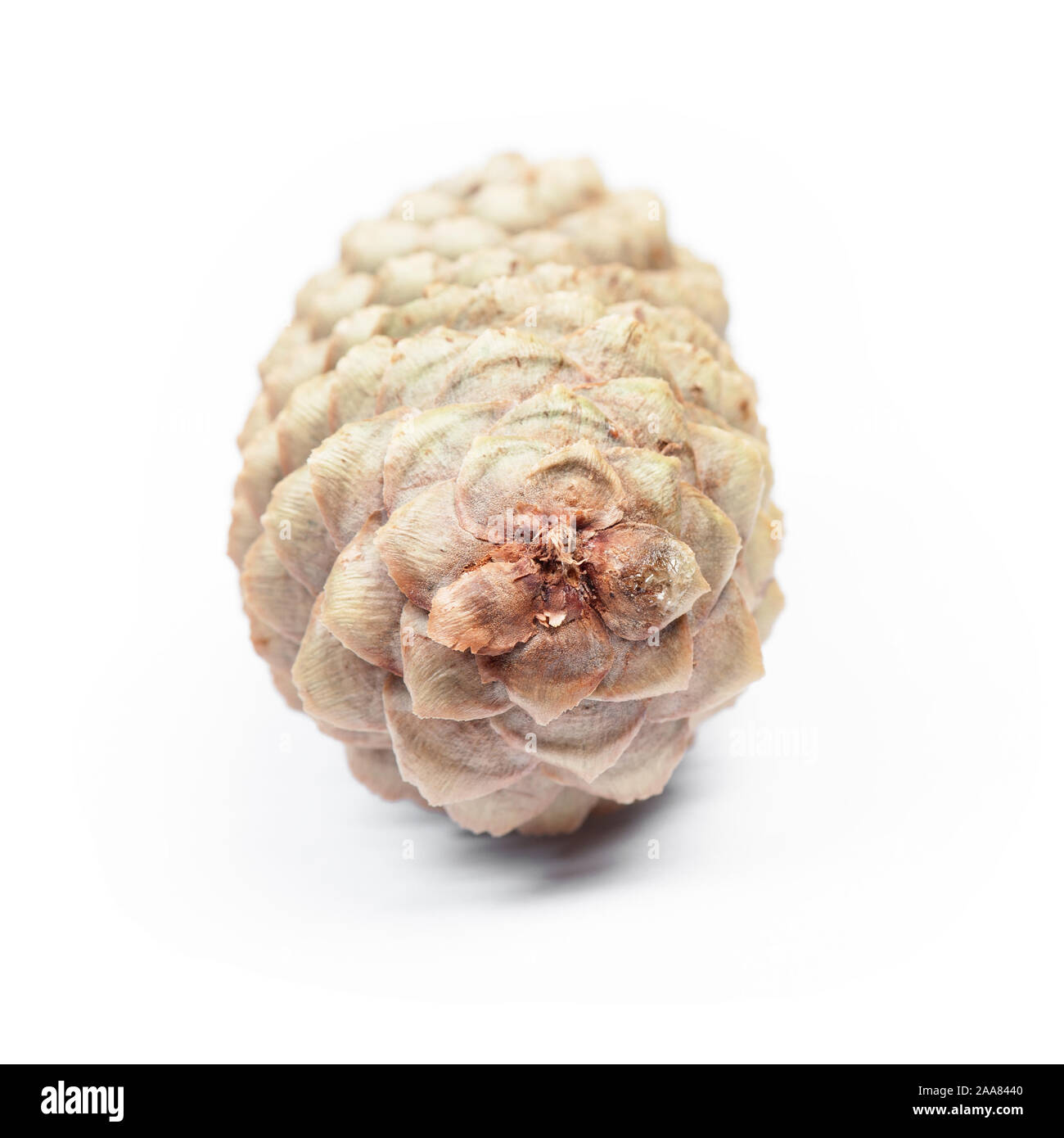 Open fir cone isolated on white background Stock Photo - Alamy