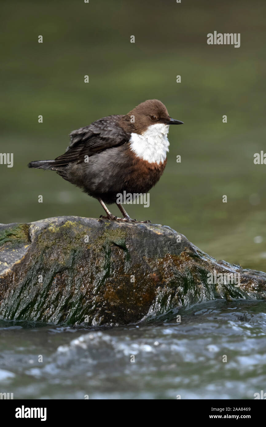 White throated Dipper ( Cinclus cinclus ) perched on a rock in a fast ...