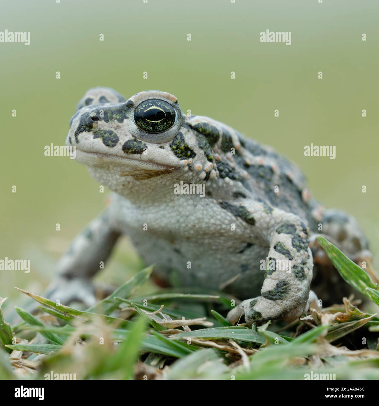 Green Toad / Wechselkroete ( Bufotes viridis ), female, sitting ...