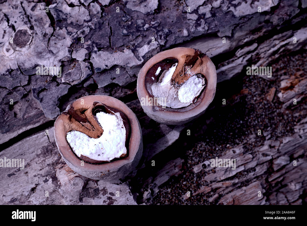 Manchester beach state park hi-res stock photography and images - Alamy