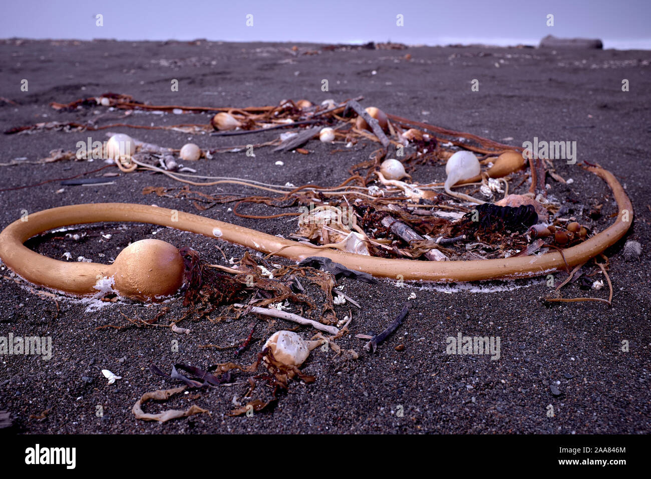 Items washed up from the Pacific Ocean onto Manchester Beach ...