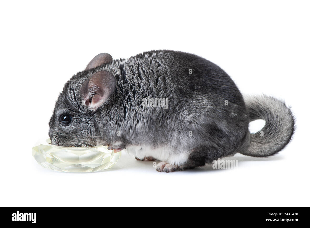 Chinchilla eats food isolated on white background Stock Photo - Alamy