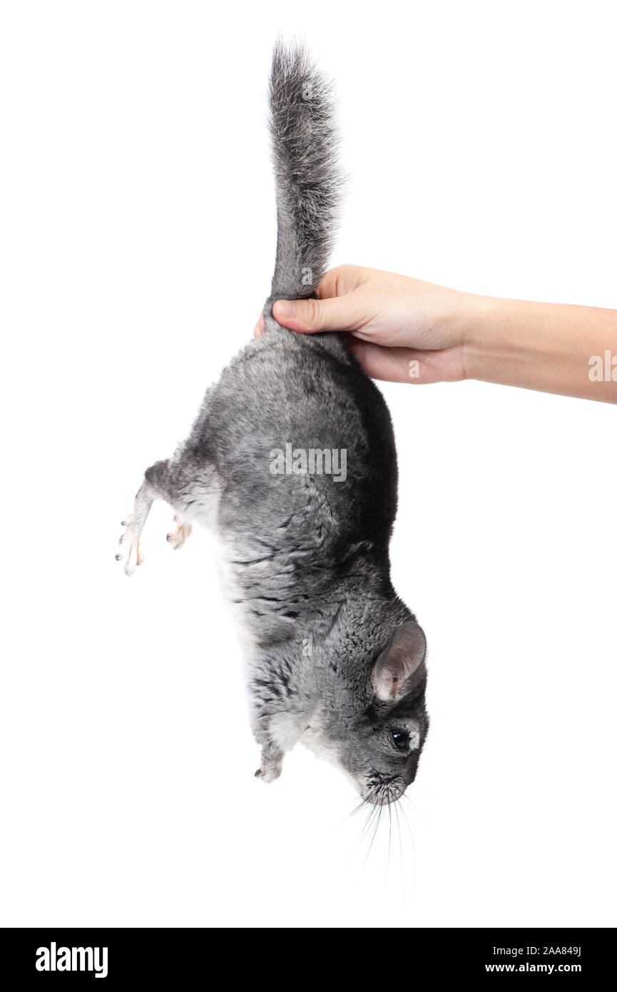 Chinchilla in female hand isolated on white background (right way to ...