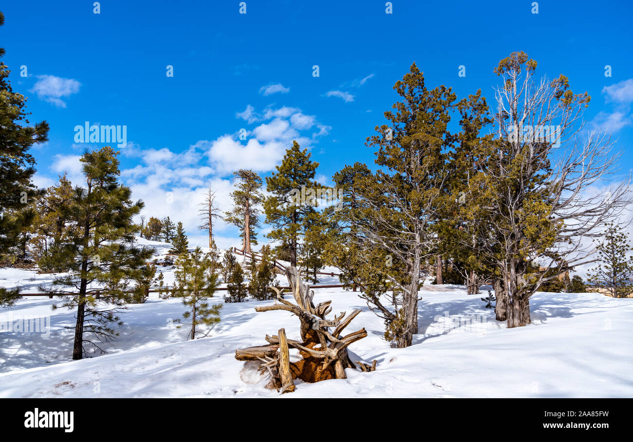 Woodland scenery hi-res stock photography and images - Alamy
