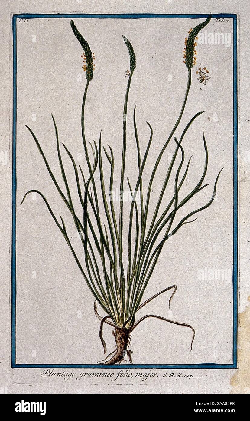 Ribwort illustration hi-res stock photography and images - Alamy
