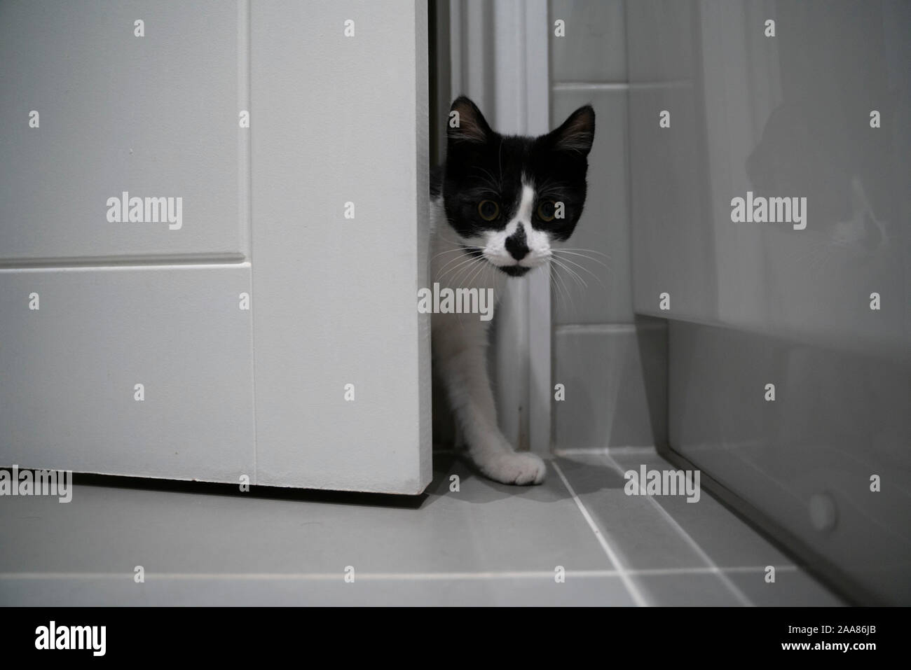A Cat entering room Stock Photo - Alamy