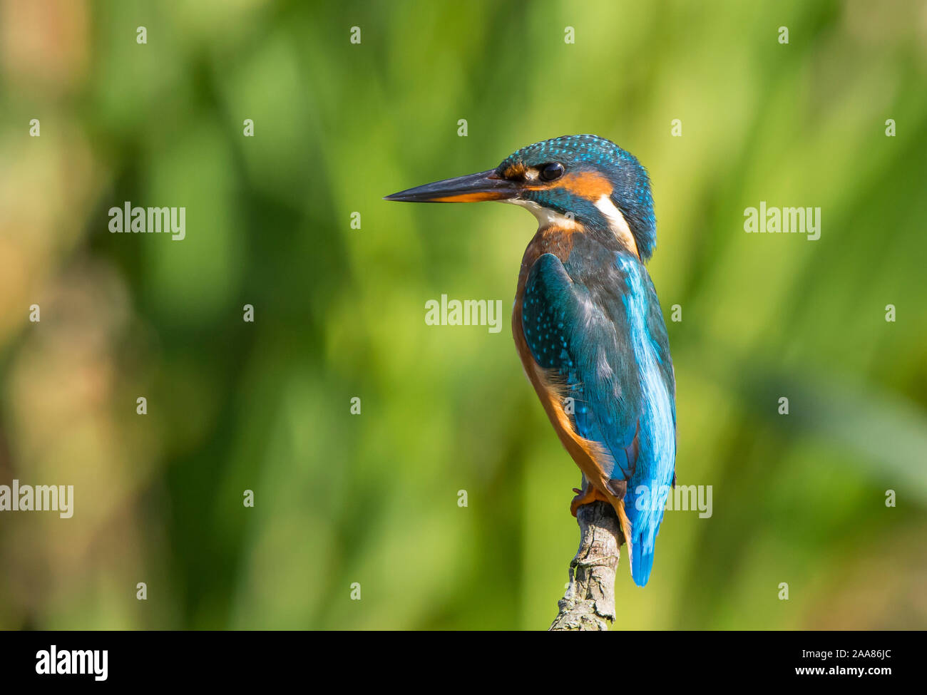 Close, side view of a wild, UK common kingfisher bird (Alcedo atthis ...