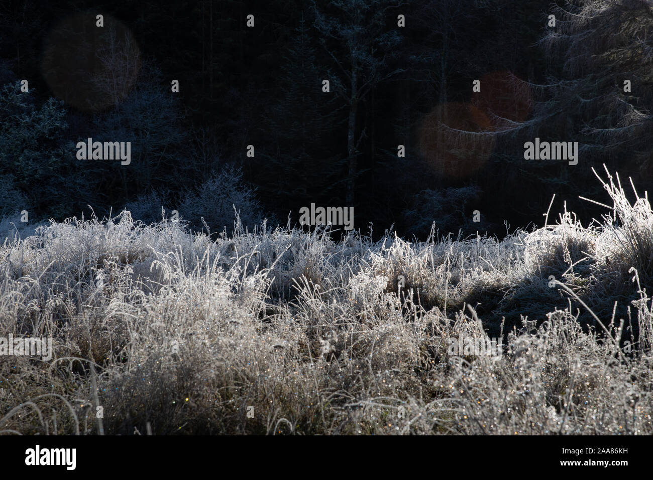 Frost on the forest undergrowth Stock Photo - Alamy