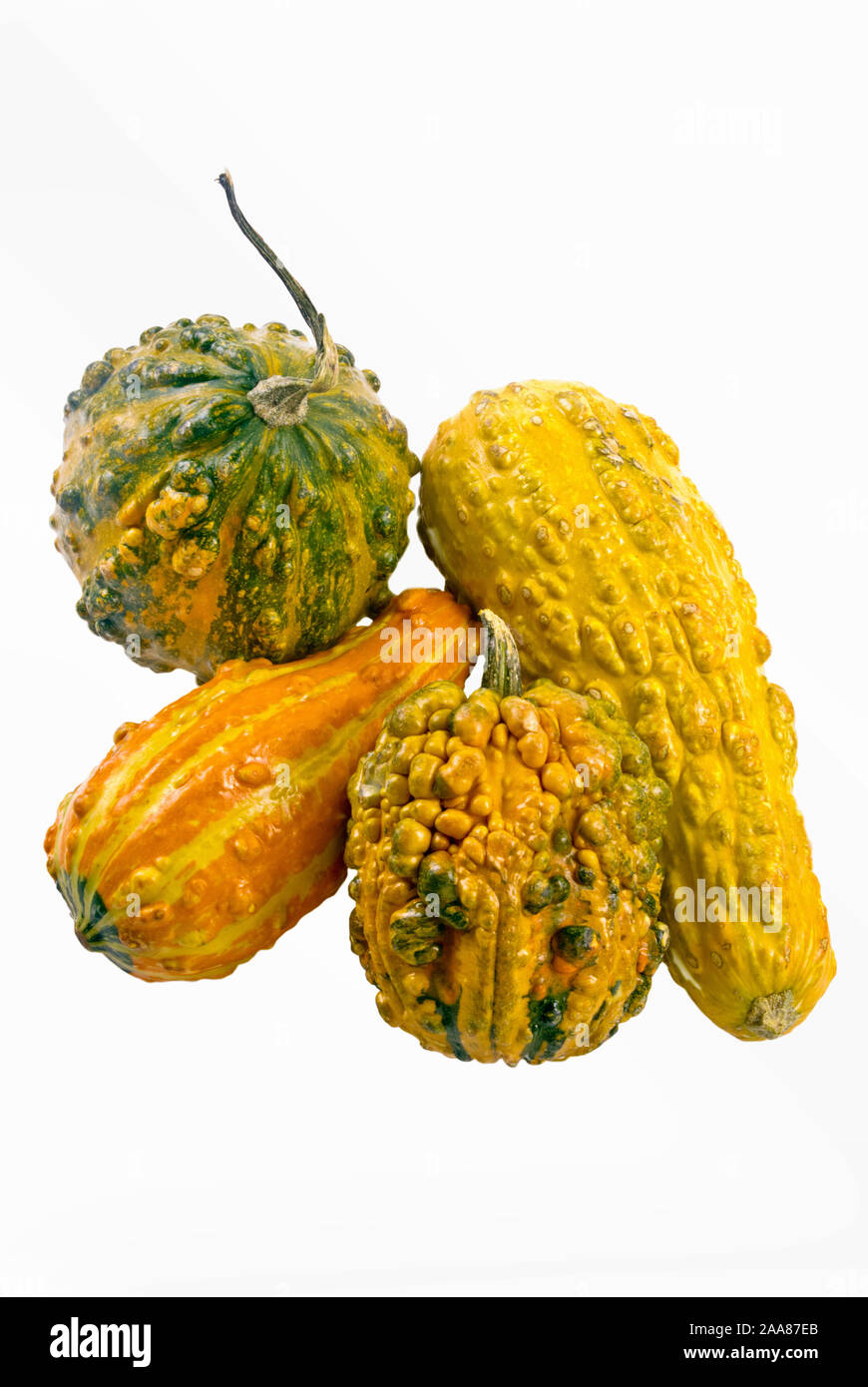 Gourd with rough texture hi-res stock photography and images - Alamy