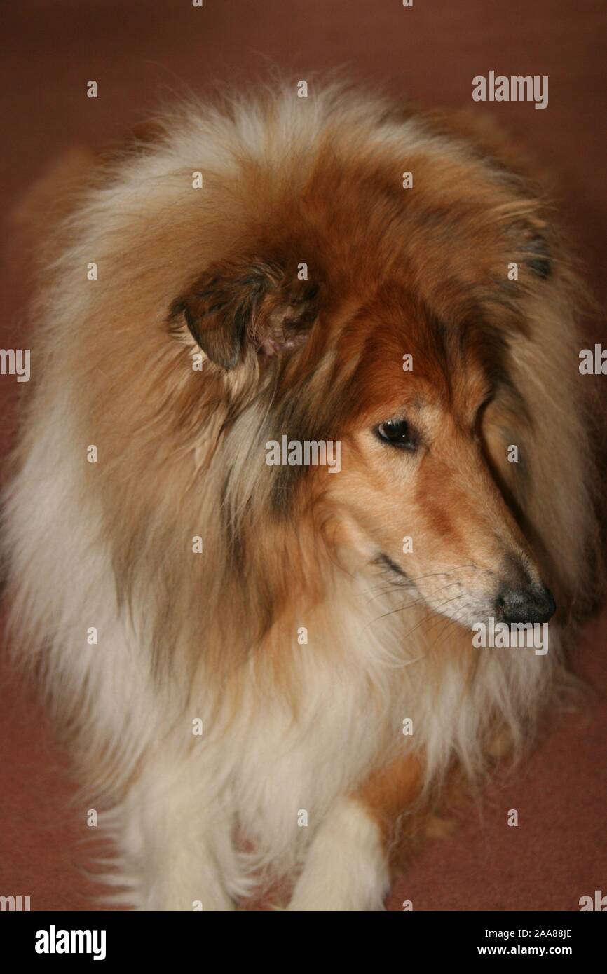 Standard Collie on carpet Stock Photo - Alamy