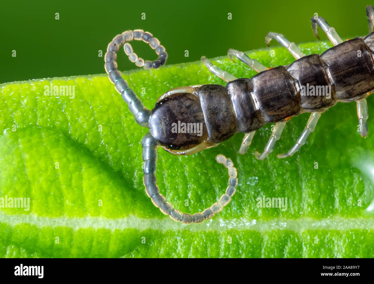Macro Photography of Little Centipede is Climbing on Green Leaf Stock ...
