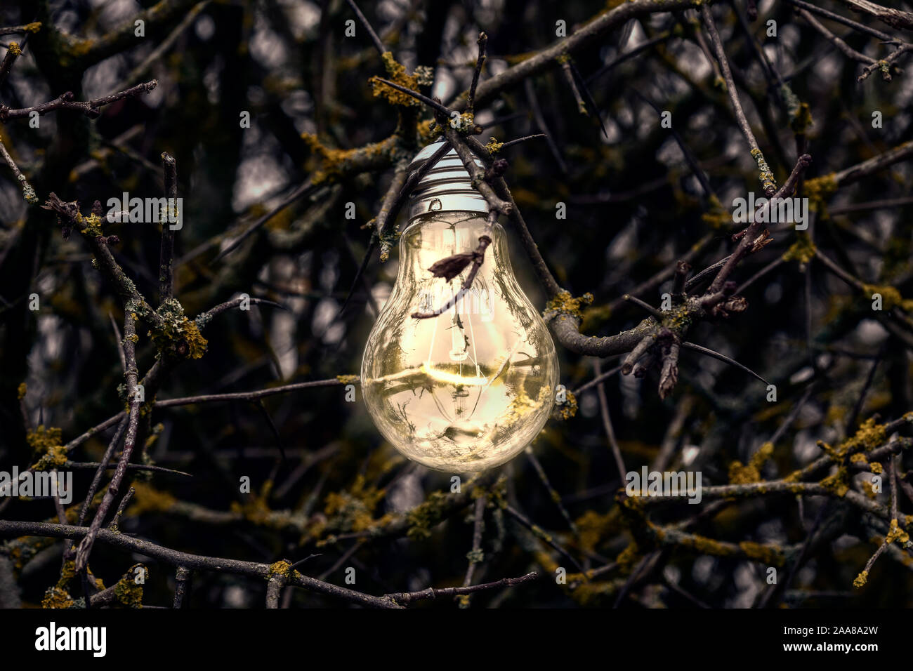 Lightbulb bush hi-res stock photography and images - Alamy