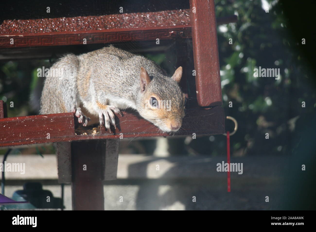 Grey Squirrel on bird table Stock Photo - Alamy