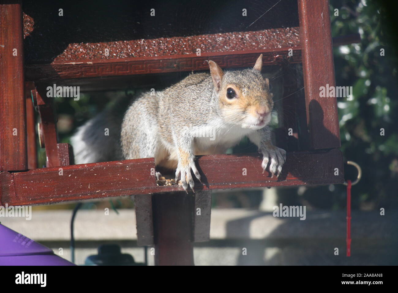 Grey Squirrel on bird table Stock Photo - Alamy