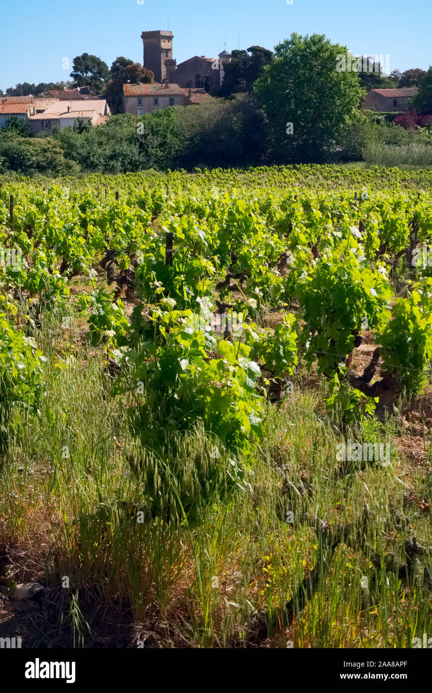Corbieres vineyard hi-res stock photography and images - Alamy