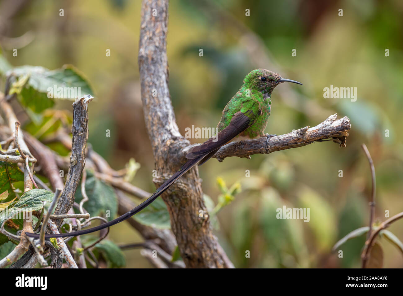 Black-tailed Trainbearer - Lesbia victoriae, beautiful long tailed ...