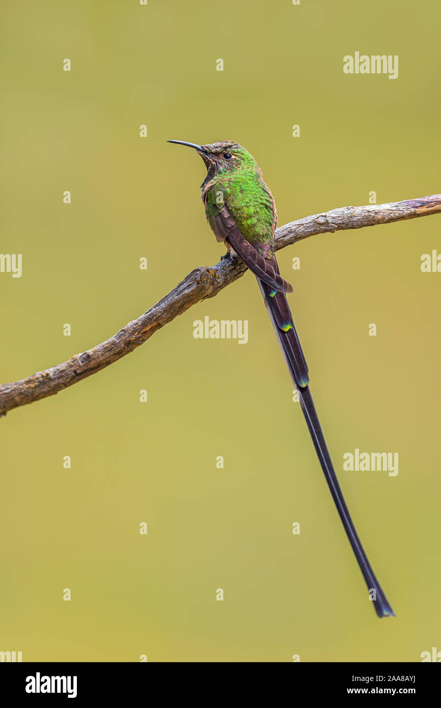 Black-tailed Trainbearer - Lesbia victoriae, beautiful long tailed ...