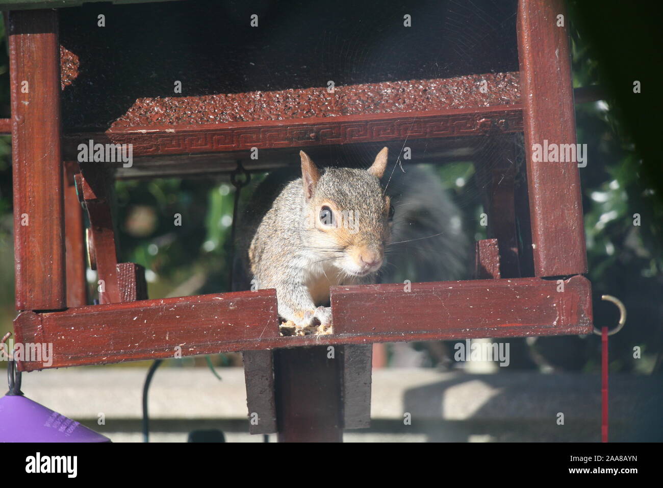 Grey Squirrel on bird table, UK Stock Photo - Alamy