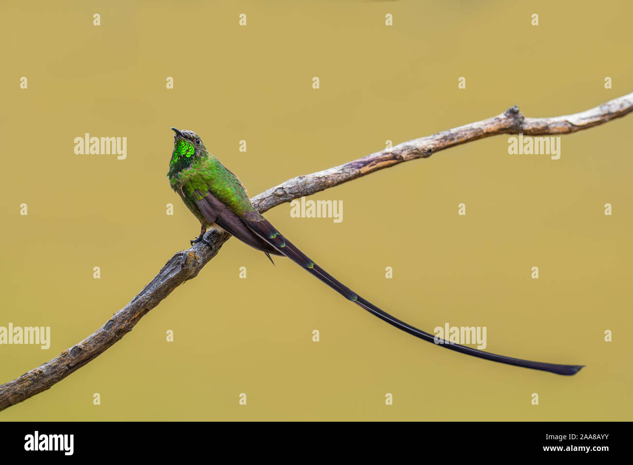 Black-tailed Trainbearer - Lesbia victoriae, beautiful long tailed ...