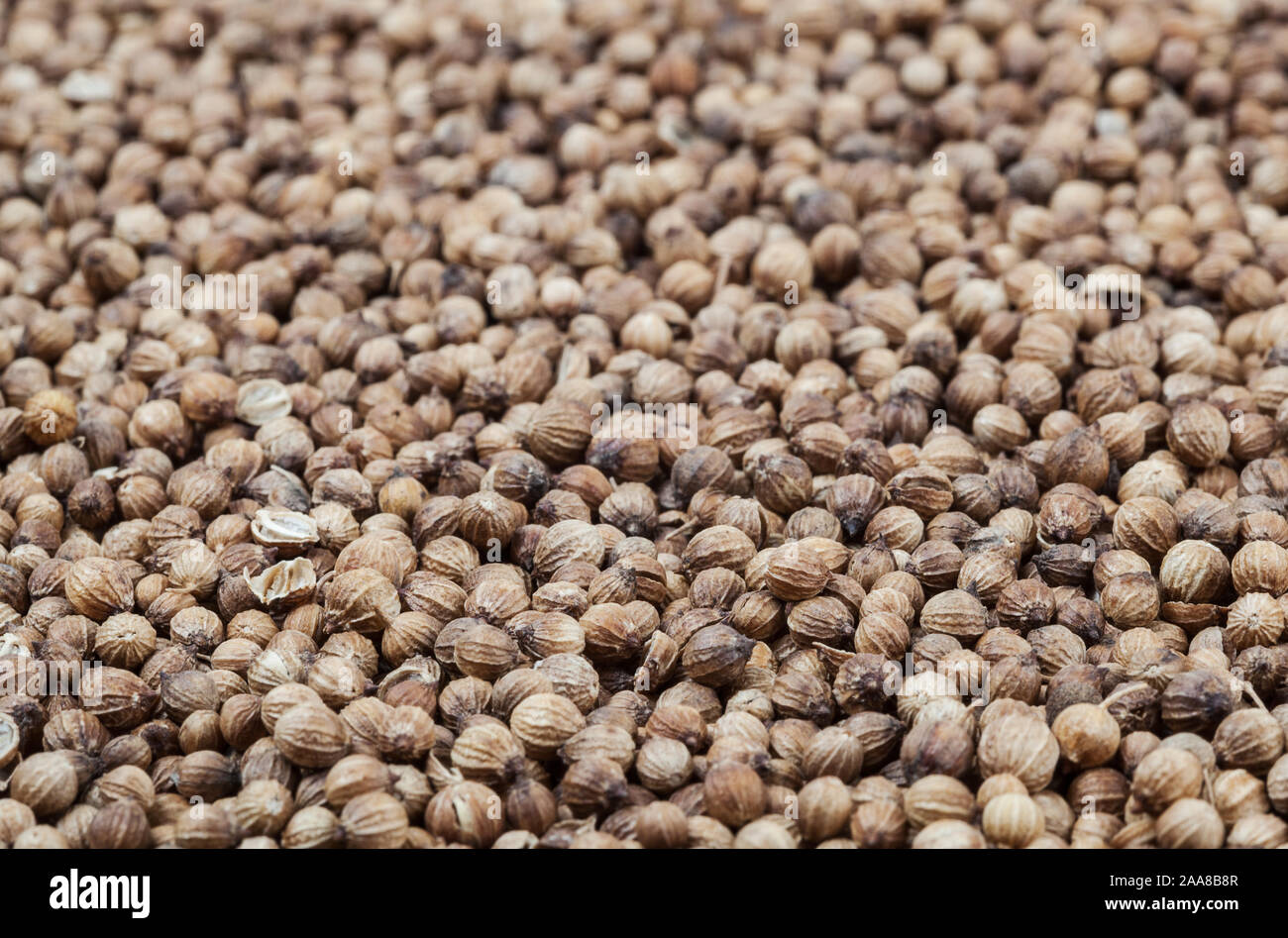 Dried coriander seeds background Stock Photo - Alamy