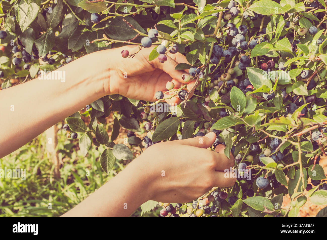 Woman picking blueberries from branch hi-res stock photography and ...