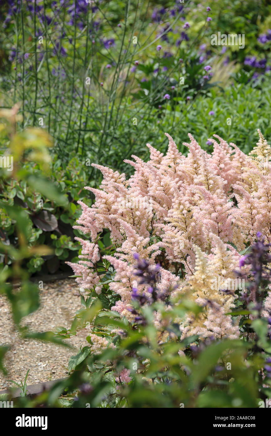 Prachspiere (Astilbe 'Peach Blossom' Stock Photo - Alamy