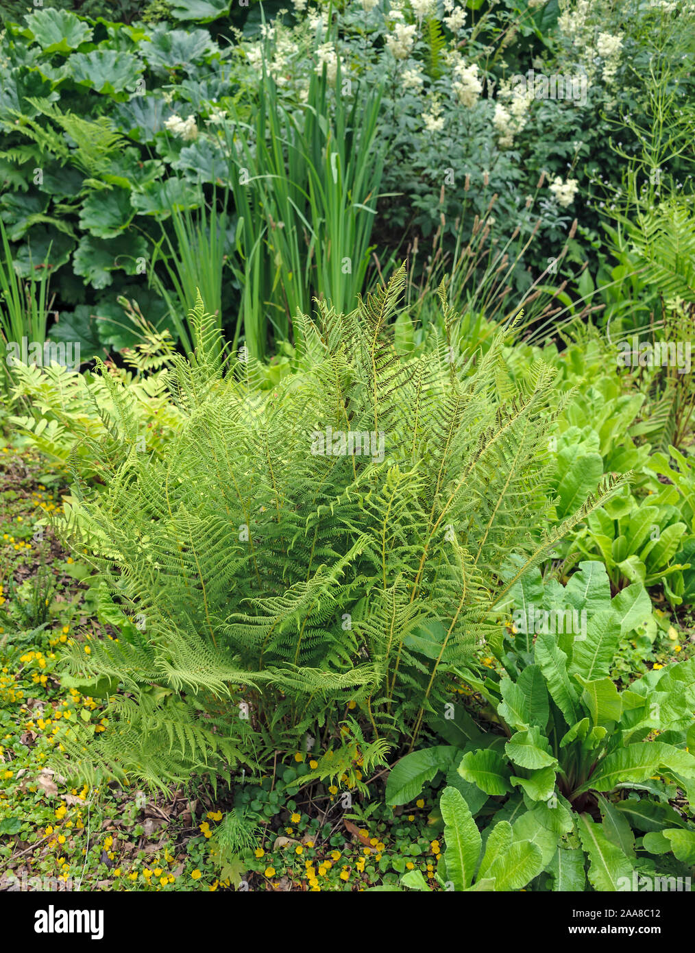 Wald frauenfarn hi-res stock photography and images - Alamy