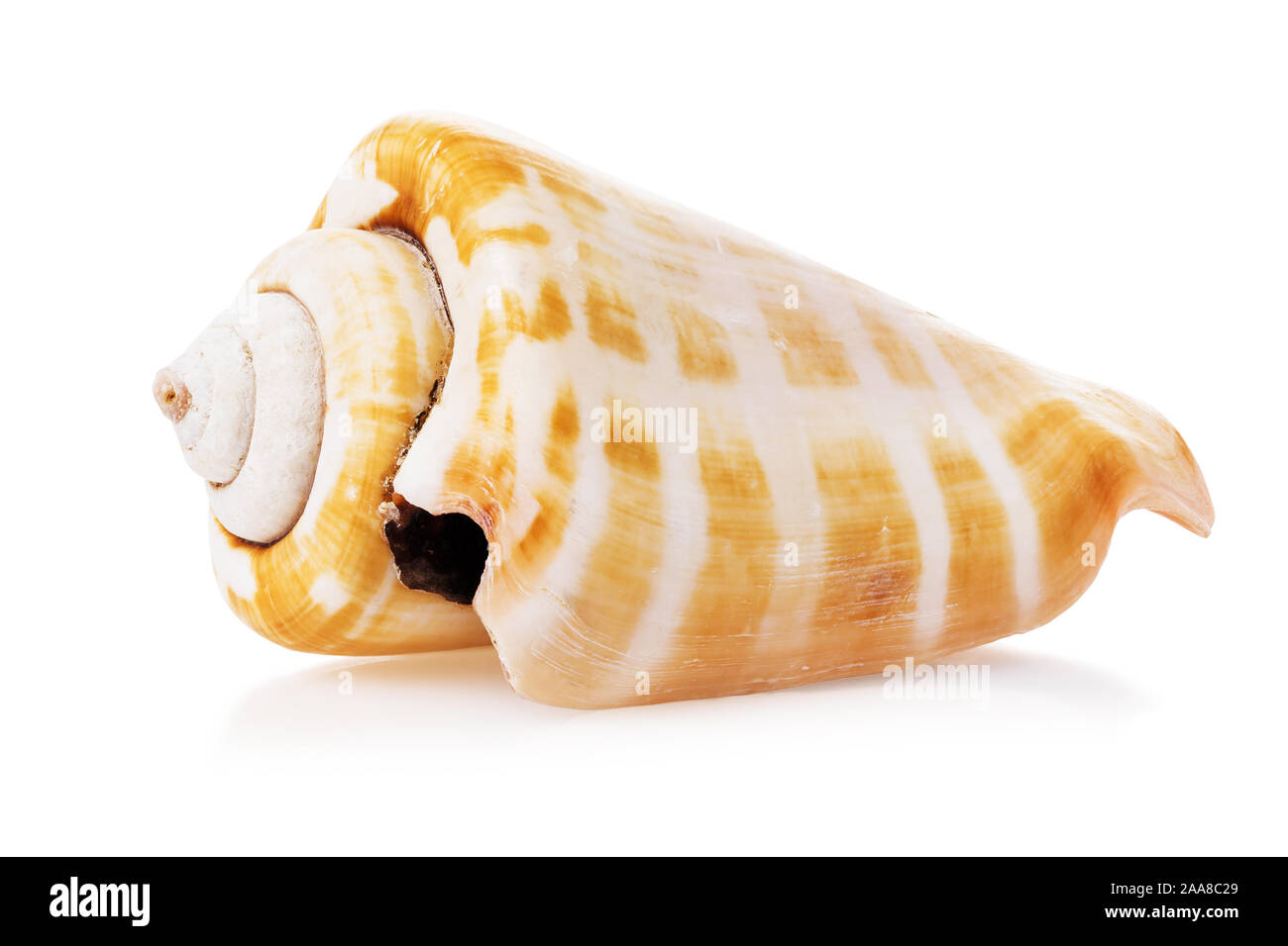 Cone shaped shell hi-res stock photography and images - Alamy