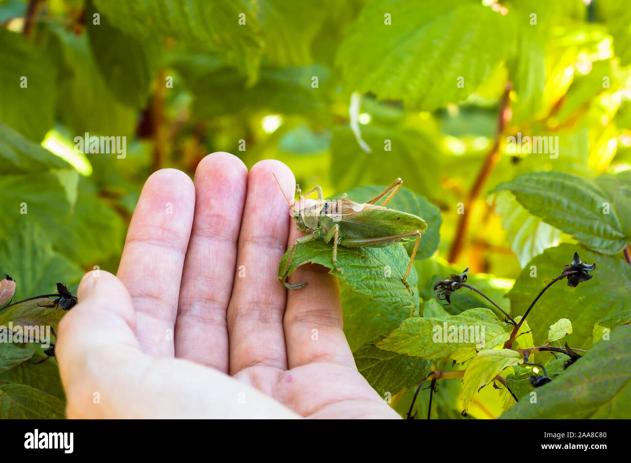Macro of grasshopper on human hand among green leaves of tree Stock ...