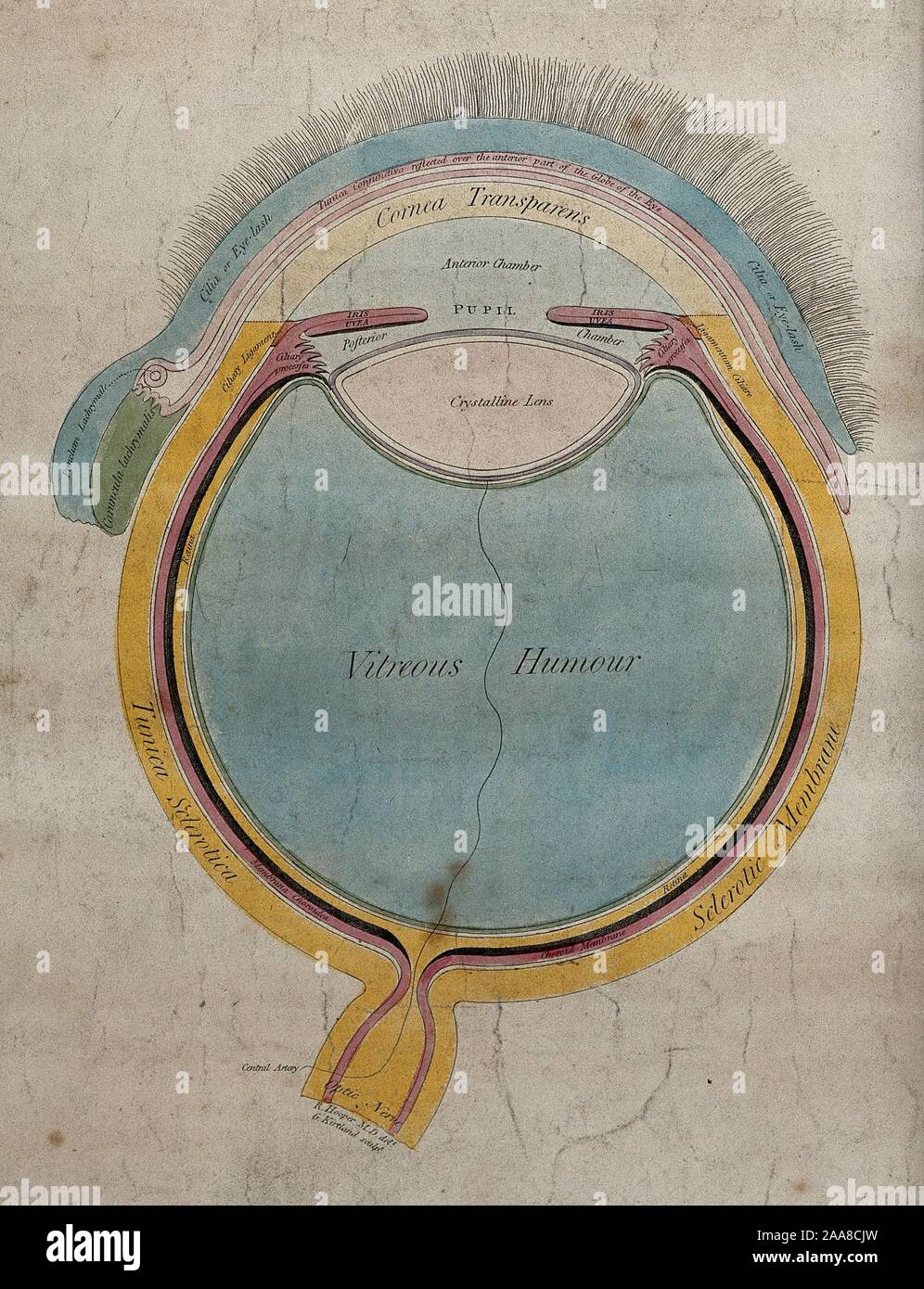 Anatomical drawing of a human eye hi-res stock photography and images ...