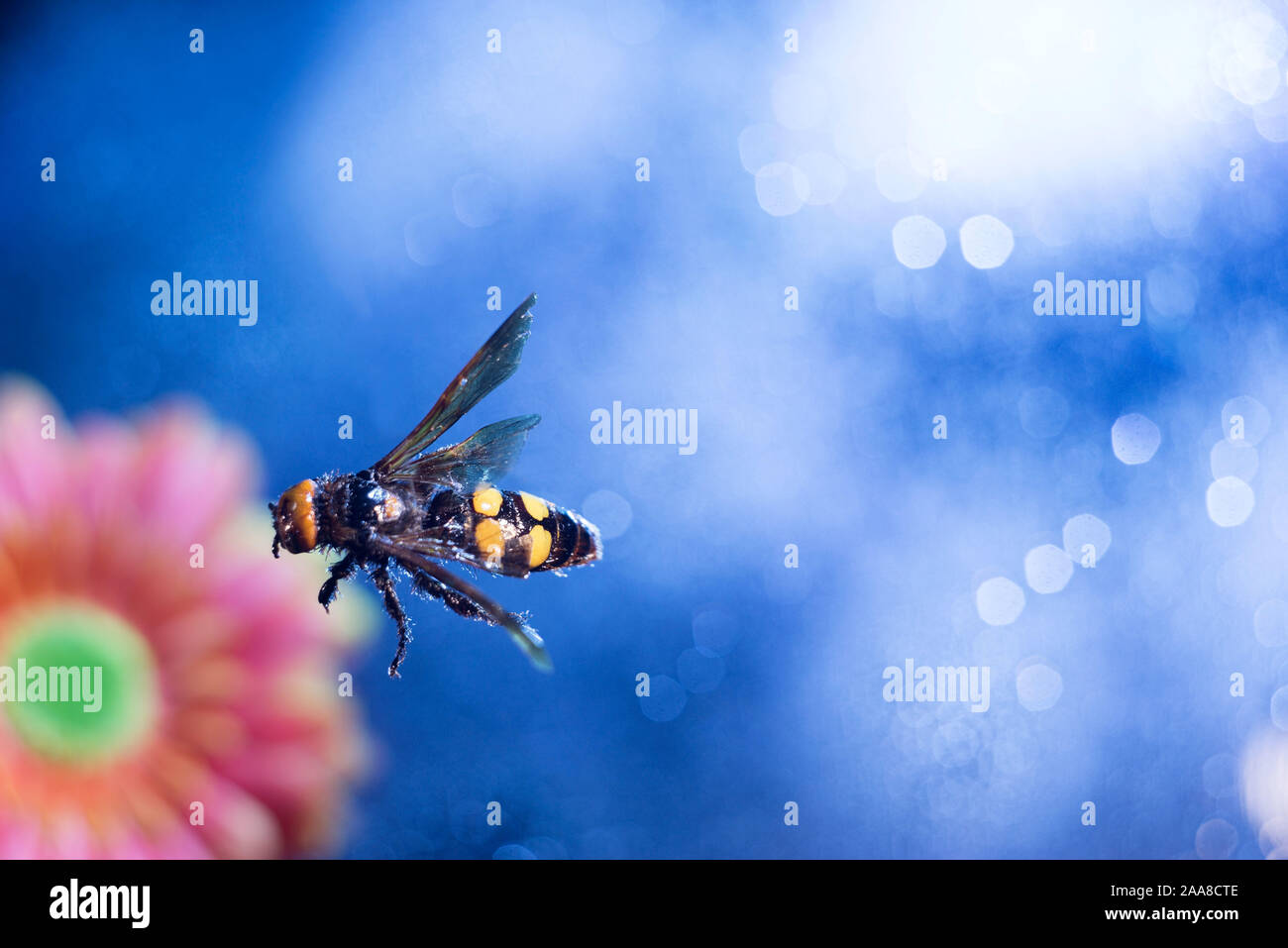 two big queen bees. A pair of wasps flying, on a colorful background ...