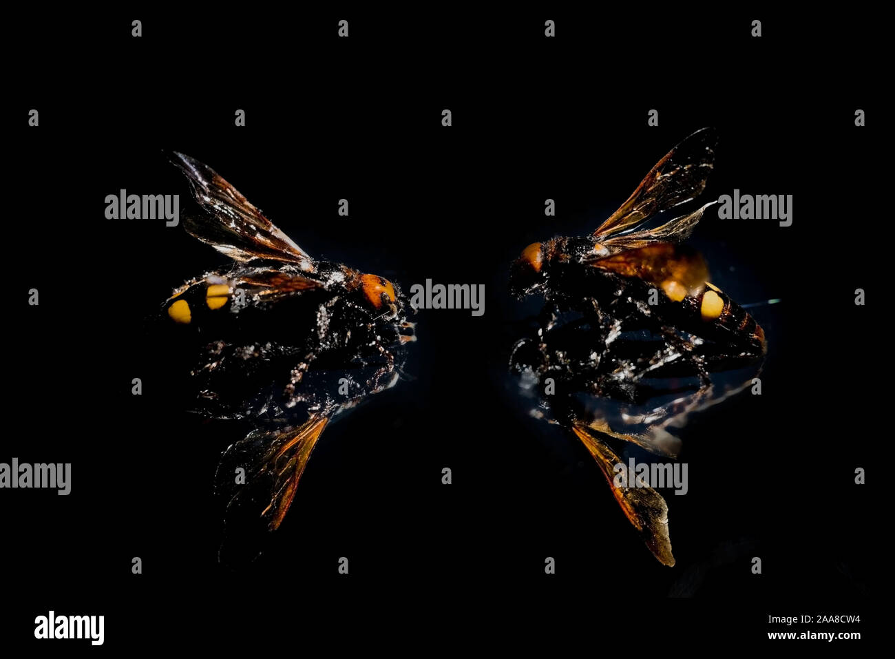 wasps, bees, big queen bees, on a black mirror background. Dramatic ...