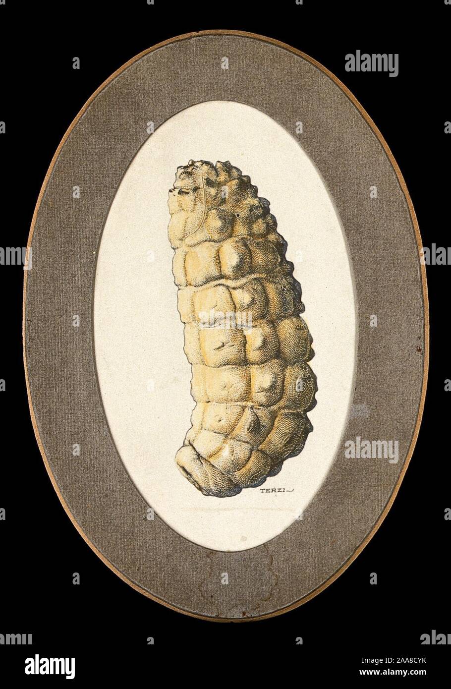 Warble fly hi-res stock photography and images - Alamy