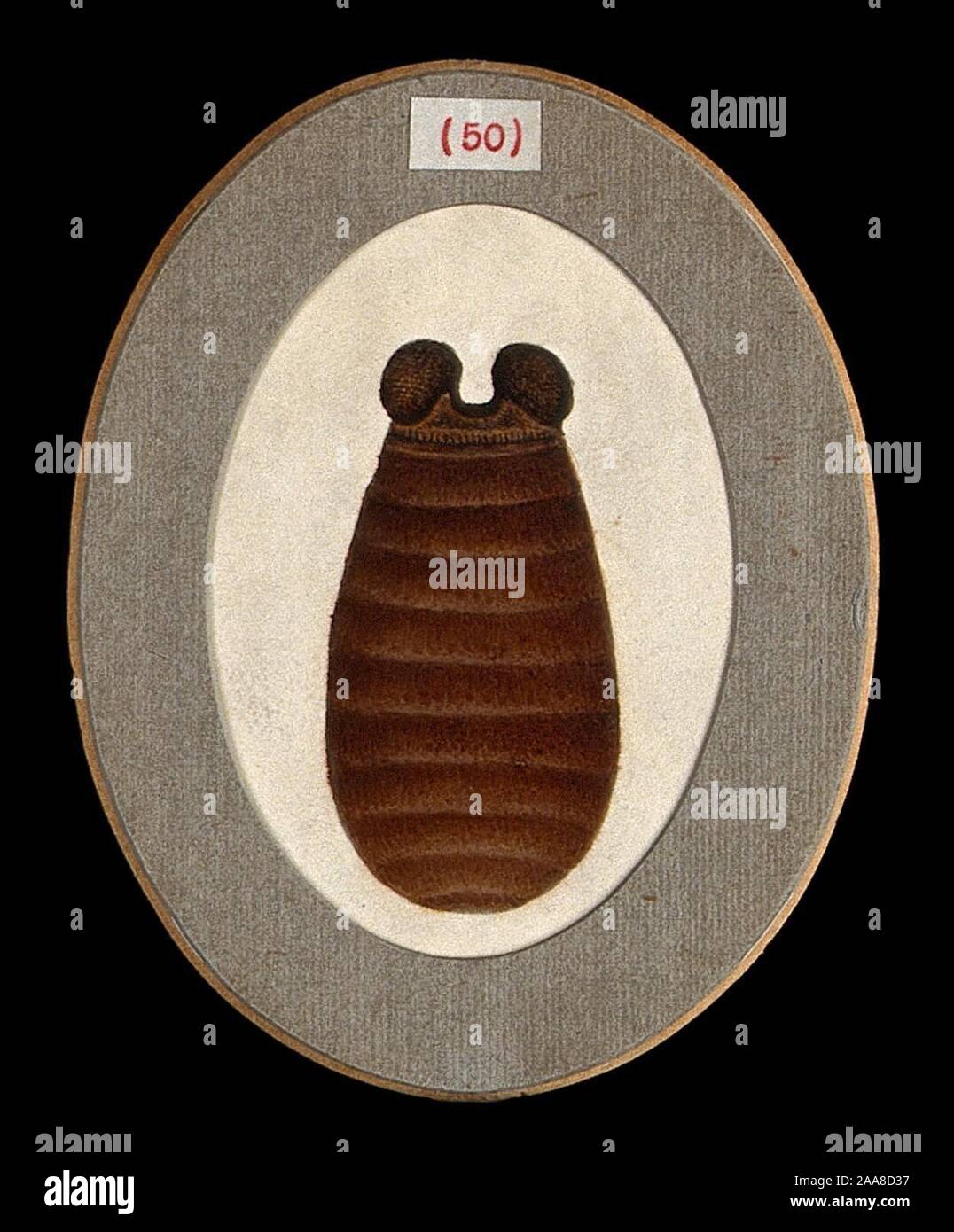 Tsetse fly larva hi-res stock photography and images - Alamy